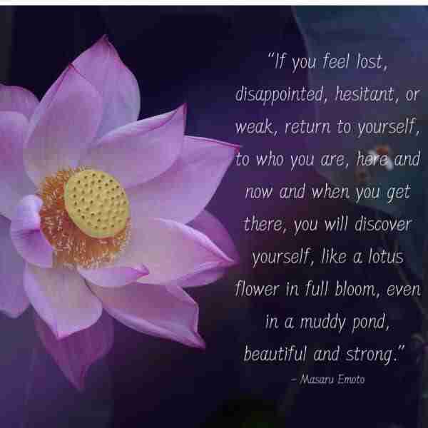 Rooted in Mud: Inspiring Lotus Quotes for Growth & Enlightenment