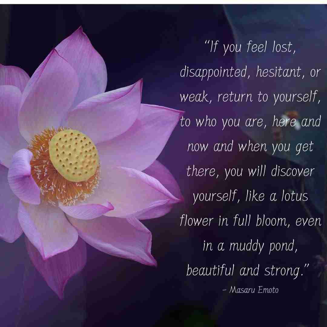 Rooted in Mud: Inspiring Lotus Quotes for Growth & Enlightenment